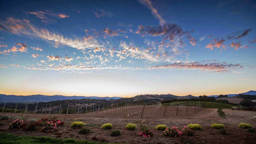 Global Wine Producers & Varietals | T. Edward Wines & Spirits | T ...