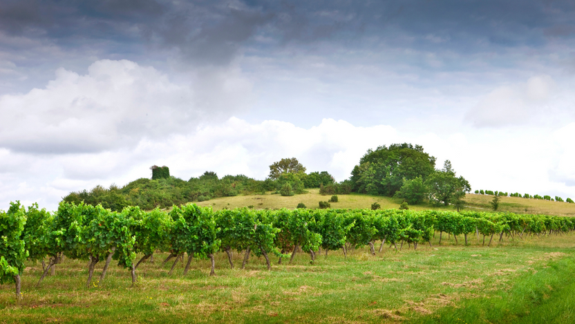 Global Wine Producers & Varietals | T. Edward Wines & Spirits | T ...