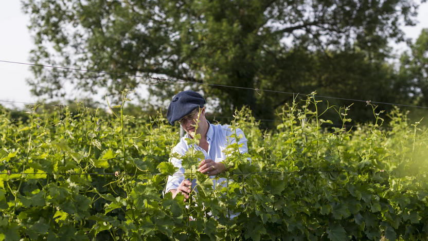 Global Wine Producers & Varietals | T. Edward Wines & Spirits | T ...