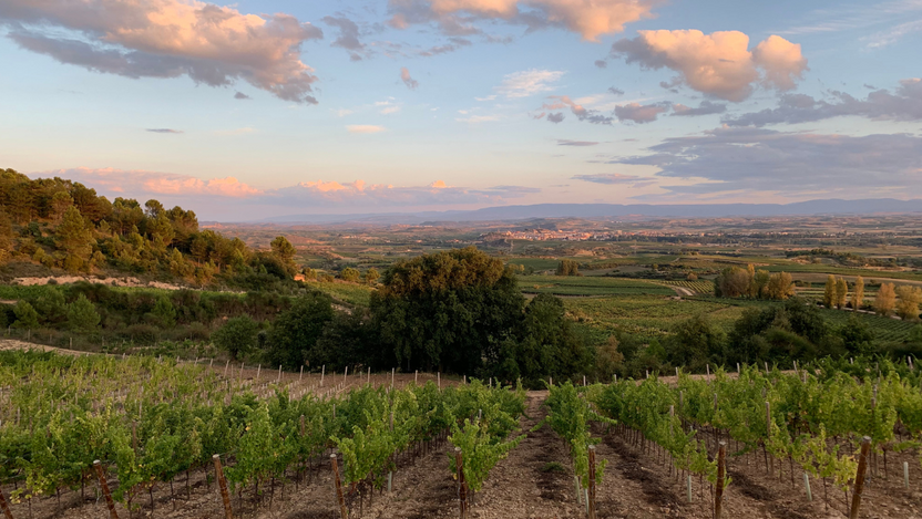 Global Wine Producers And Varietals T Edward Wines And Spirits T