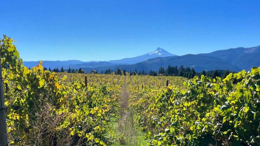 Global Wine Producers And Varietals T Edward Wines And Spirits T