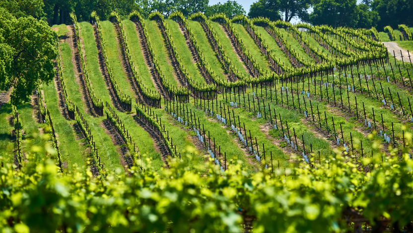 Global Wine Producers And Varietals T Edward Wines And Spirits T